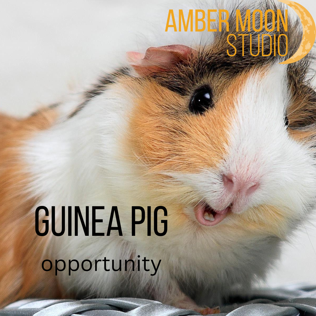 Hello Sunshine: CST, guinea pig, biking & so forth - Amber Moon Studio